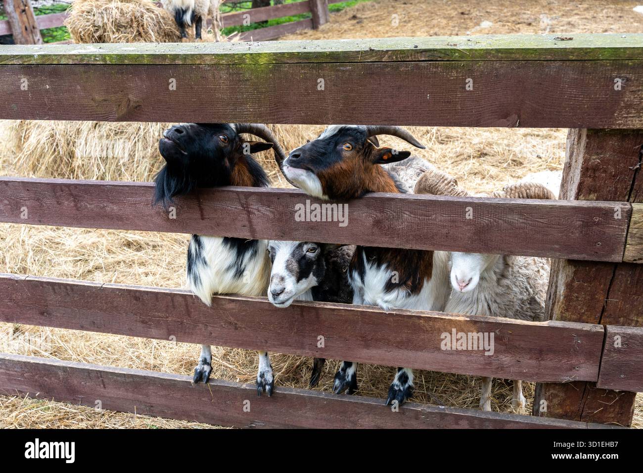 Goats and ram standing behind a fence in a zoo Stock Photo - Alamy