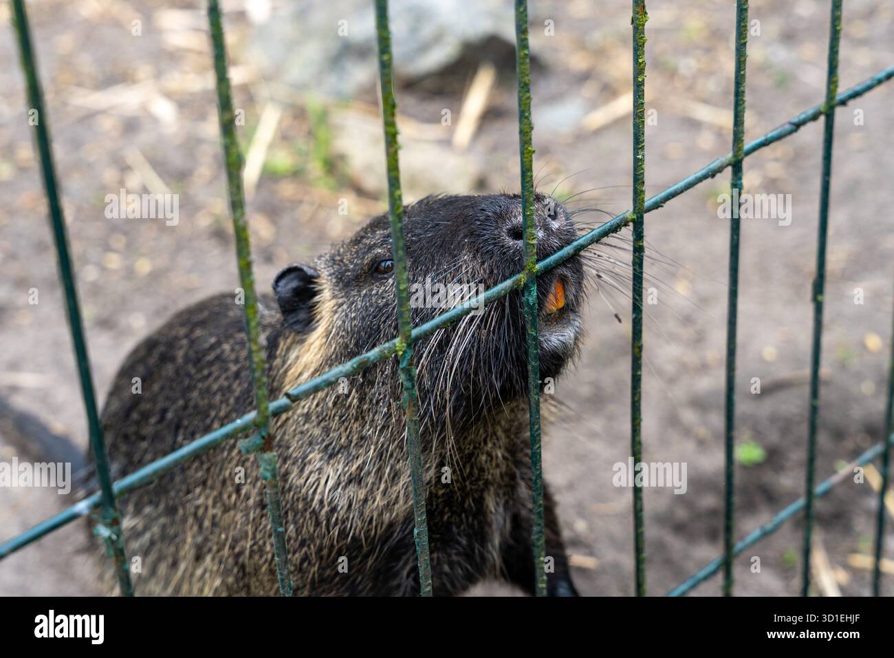 Nutria (Myocastor coypus) with orange teeth behind metal fence Stock ...