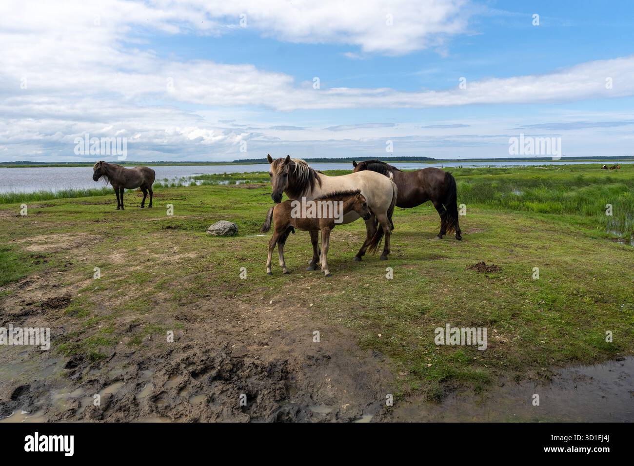 Family of wild konik polski or Polish primitive horses at Engure Lake ...