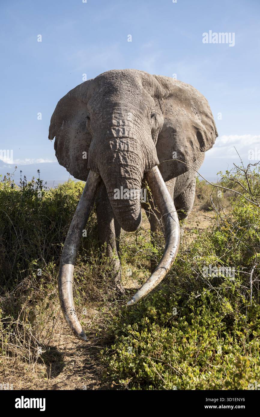 African elephant (Loxodonta africana) eats leaves, the famous Super ...