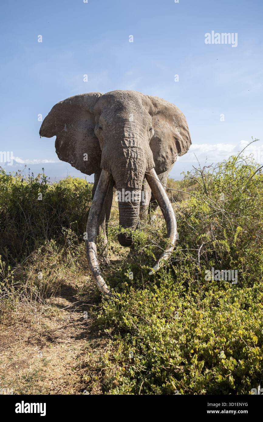 African elephant (Loxodonta africana) eats leaves, the famous Super ...