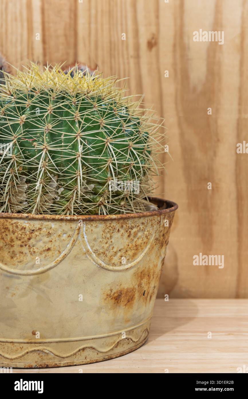 Barrel cactus with spirally ribbed stems and perfect geometric patterns ...