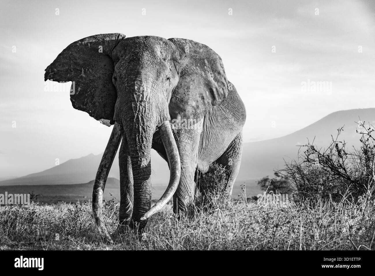 Evening mood in white Black and White Stock Photos & Images - Alamy