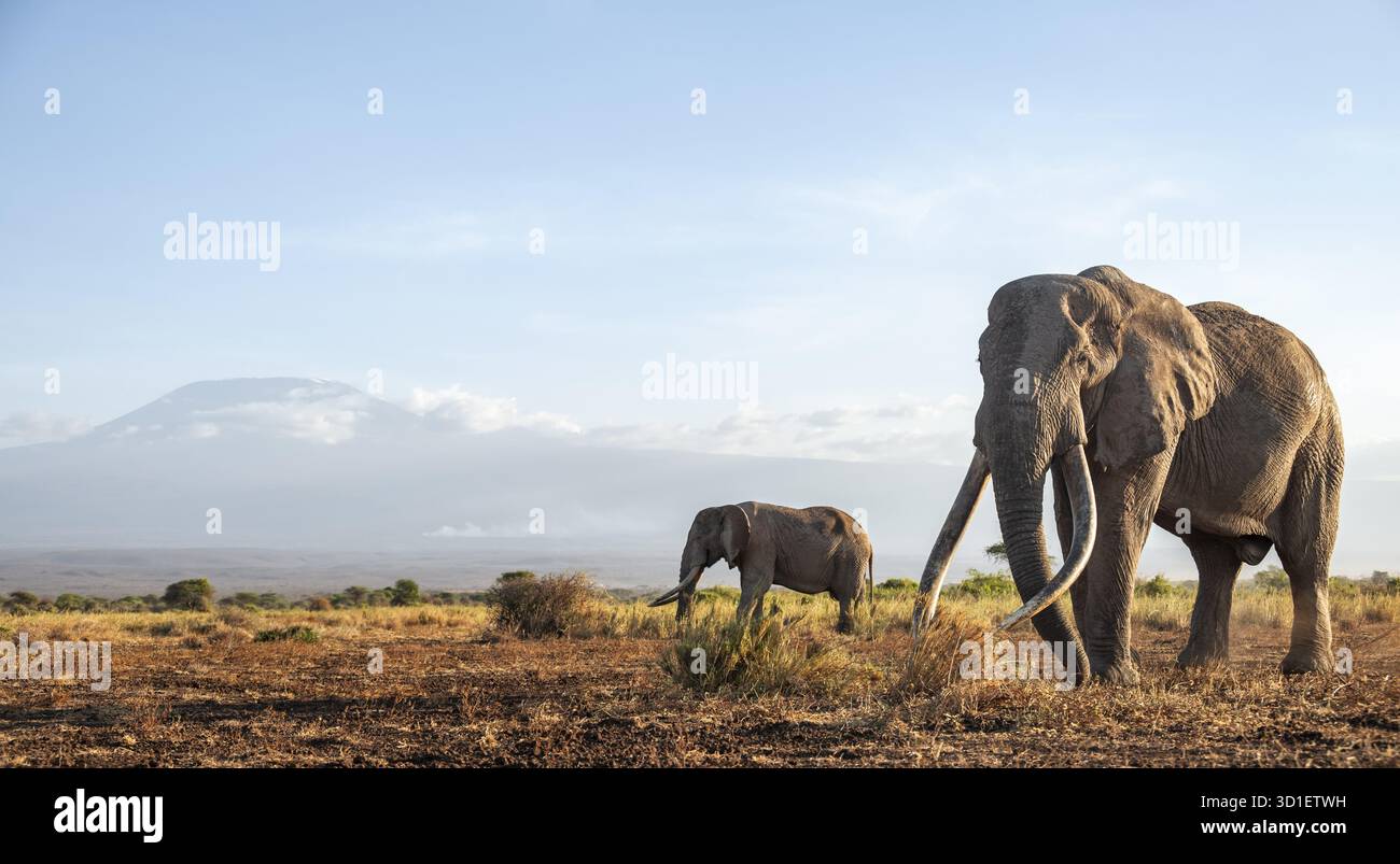Two African elephants (Loxodonta africana) in a picturesque landscape ...