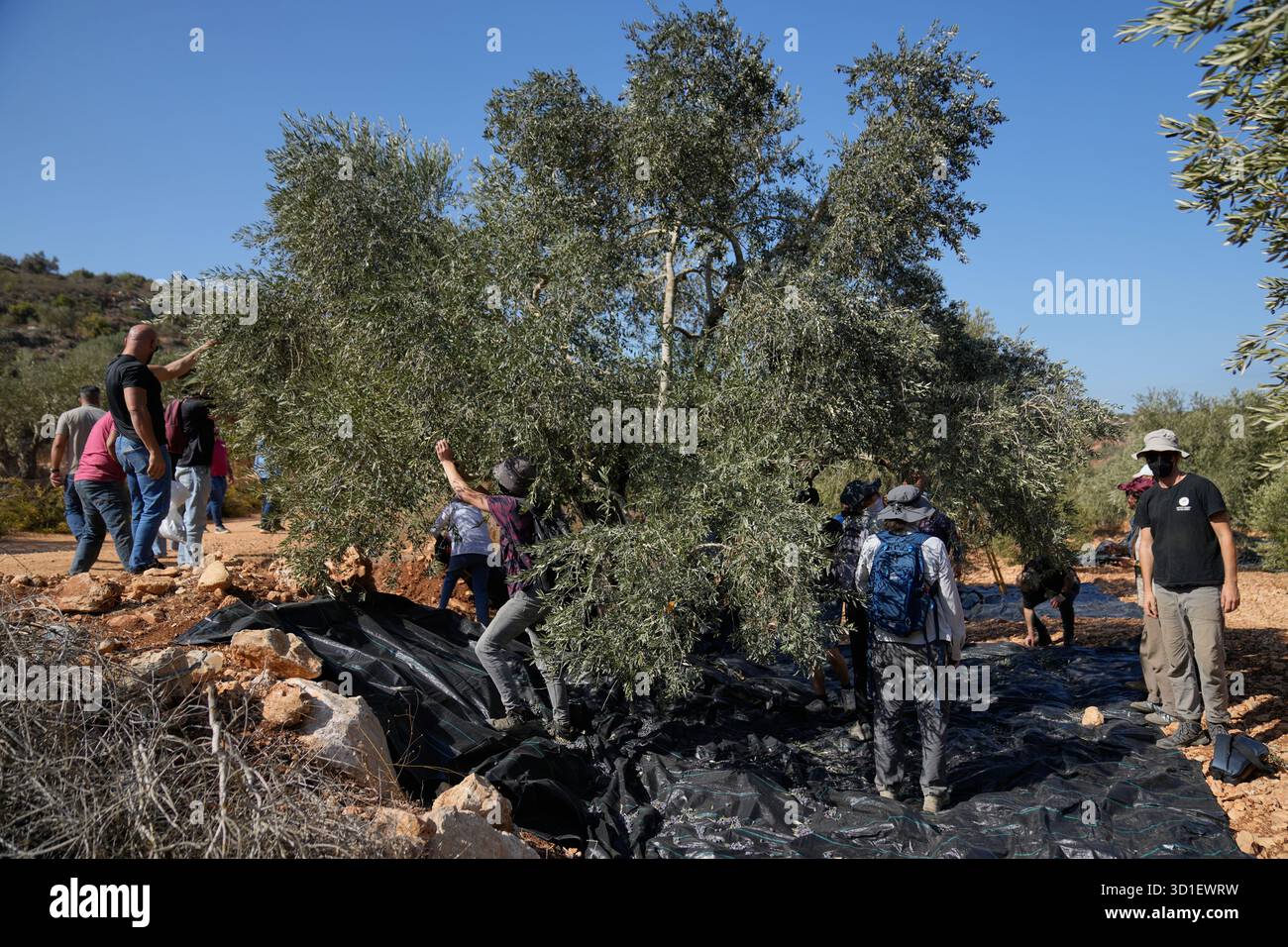 Foreign peace activists help Palestinian farmers harvest their olive ...