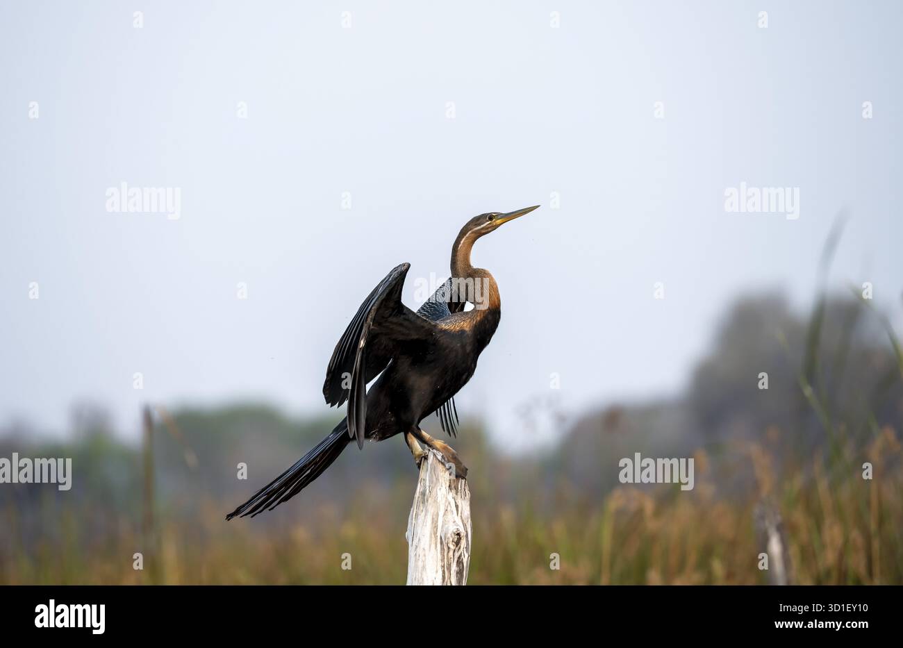 African Darter (Anhinga rufa), sitting on a dead tree, spreading wings ...