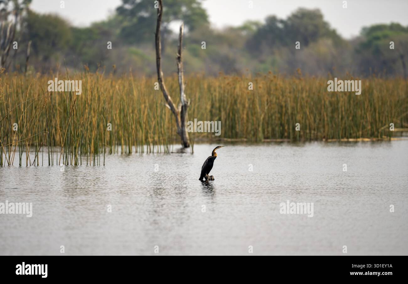 African Darter (Anhinga rufa), bird sitting on a dead tree in the river ...