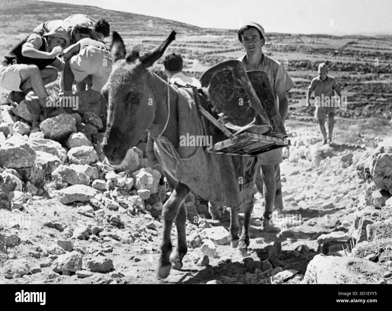 A donkey water-bearer, on Nov. 27, 1945. It conveys water both for ...