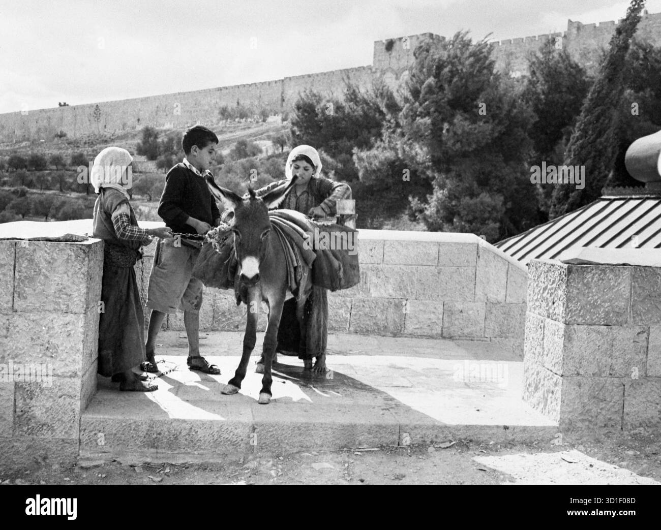 Arab children adjusting water cans in the panniers of a donkey near the ...