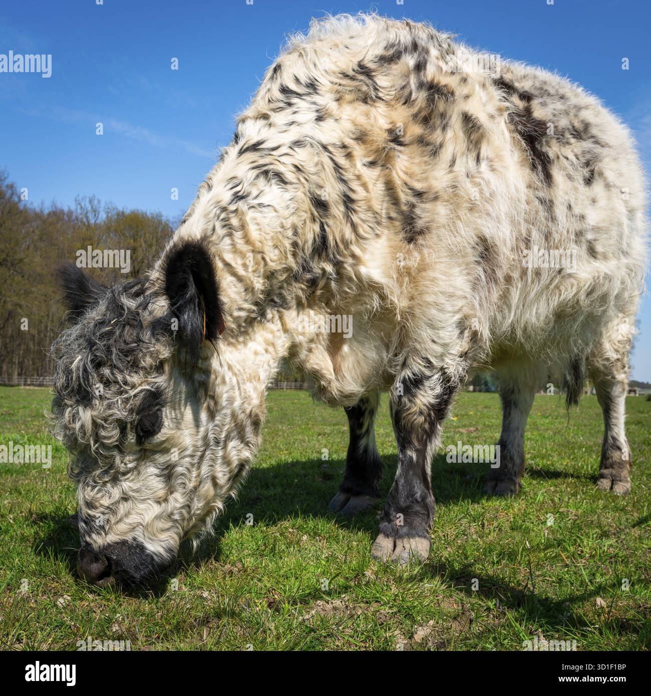 White Highland Cow. cow with long hair Stock Photo - Alamy