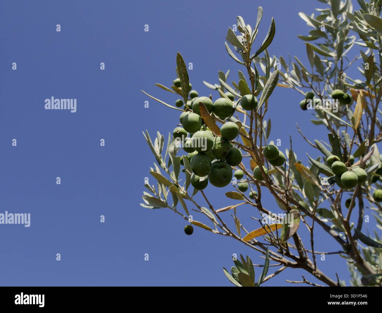 low angle view and close up of olive fruits and tree branches, oleo ...