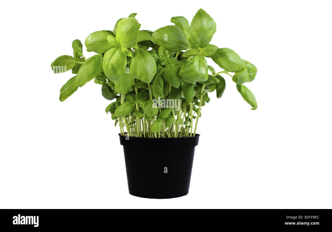 Nature plants growing in Cut Out Stock Images & Pictures - Alamy