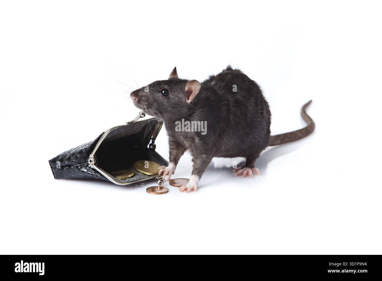 A rat with a purse Stock Photo - Alamy