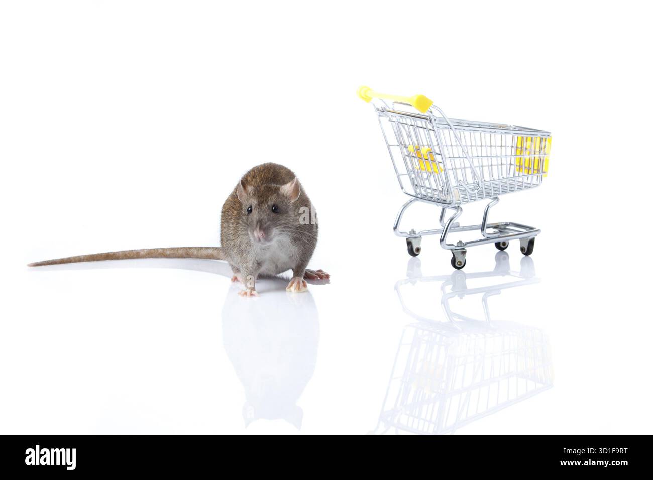 Rat and the shopping cart. a rat with a basket Stock Photo - Alamy