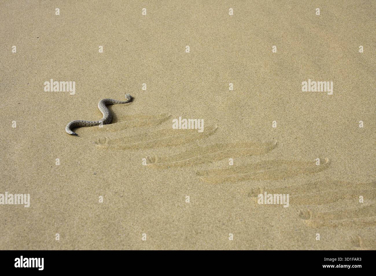 Pygmy puff otters (Bitis peringueyi) animals, snakes, reptiles, in the ...
