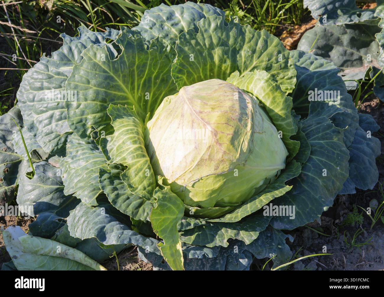 White cabbage field in the Schleswig-Holstein coal growing region ...
