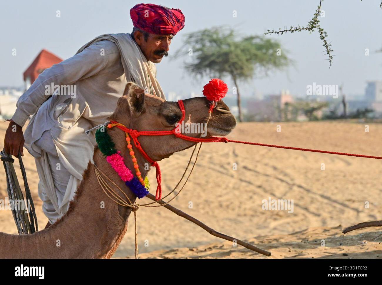 Annual Camel Fair in Pushkar, shows thousands of livestock traders from ...