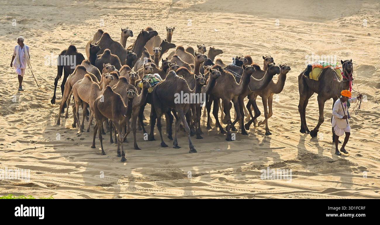 Annual Camel Fair in Pushkar, shows thousands of livestock traders from ...