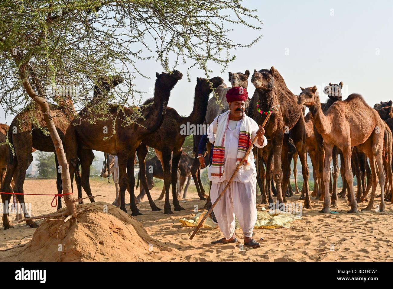 Annual Camel Fair in Pushkar, shows thousands of livestock traders from ...