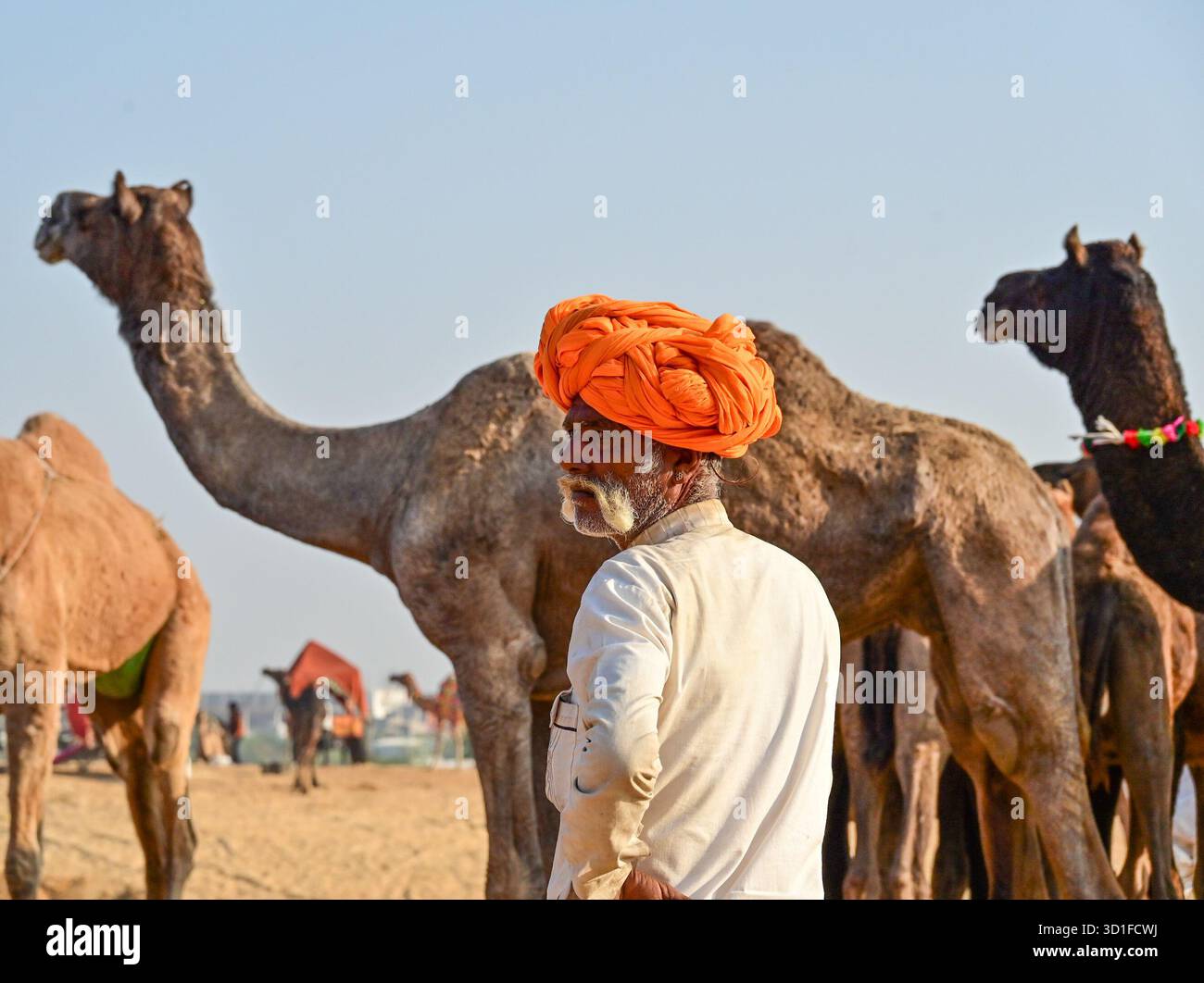 Annual Camel Fair in Pushkar, shows thousands of livestock traders from ...