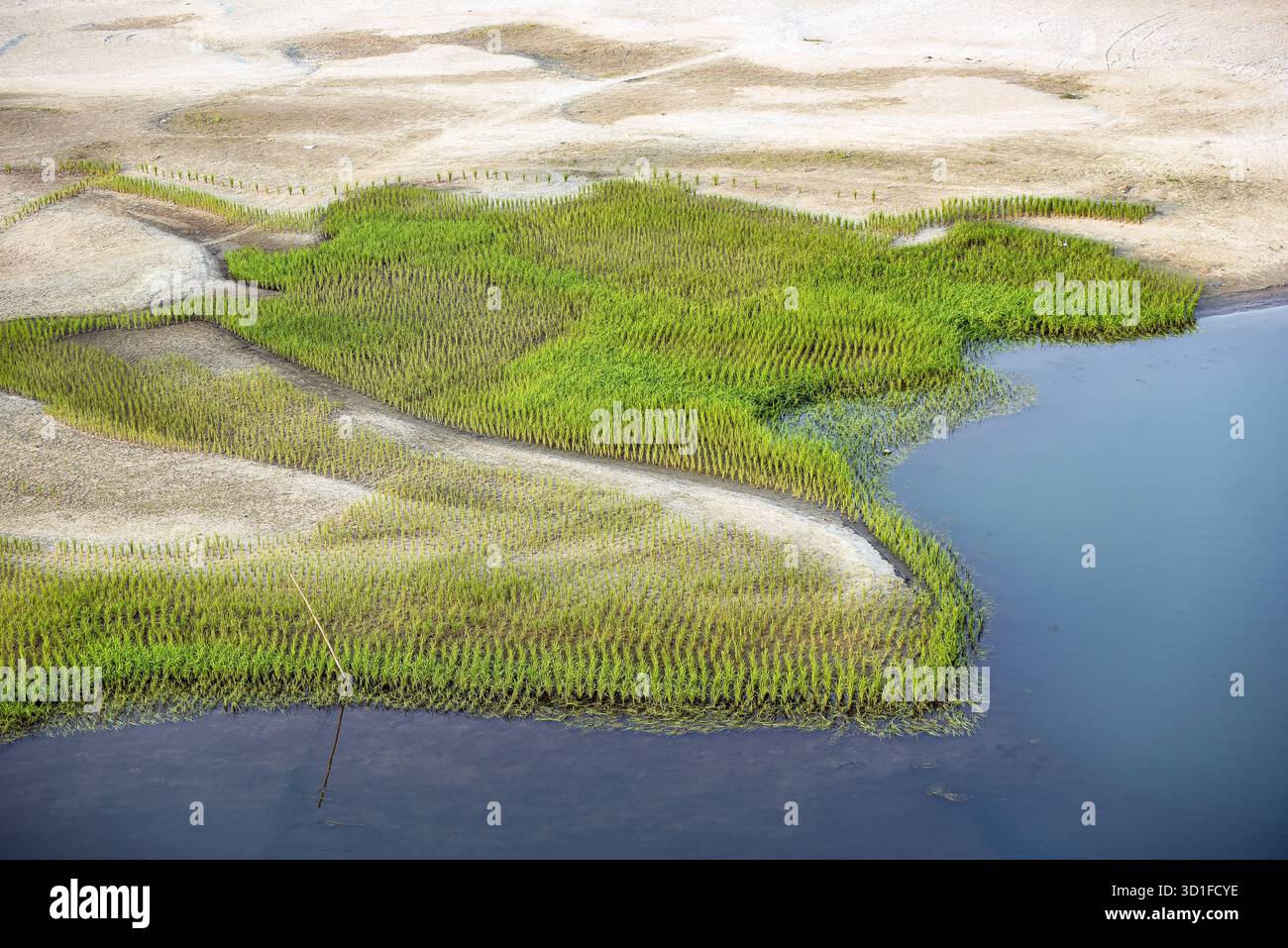 Aerial View Of Green Marsh Wetland Along Shallow Shoreline And Wate ...