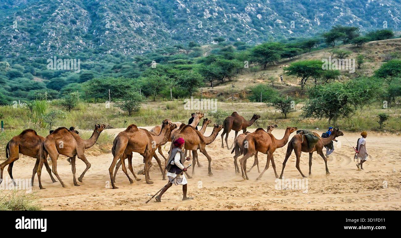 Annual Camel Fair in Pushkar, shows thousands of livestock traders from ...