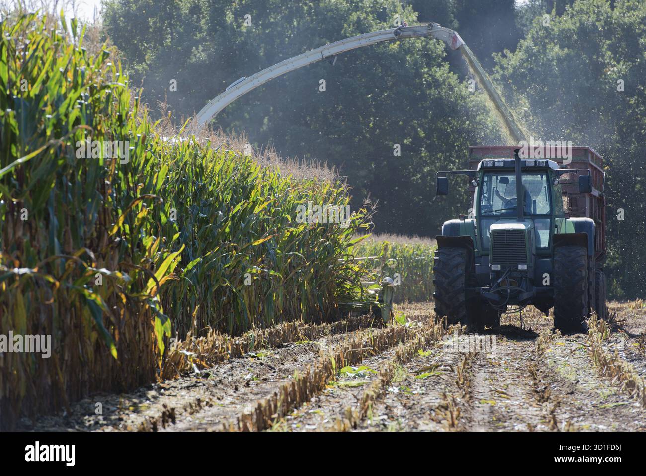 Corn harvest, corn shredder in action, harvest truck with tractor corn ...