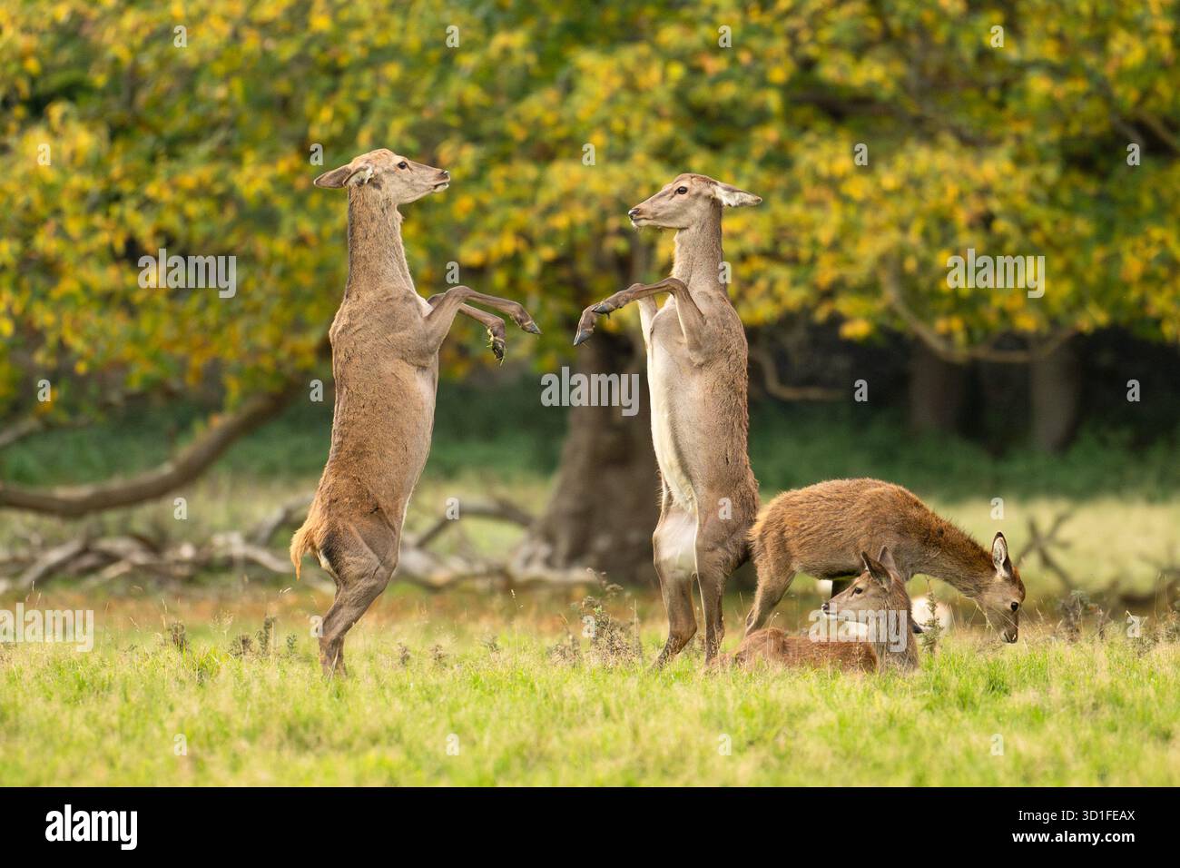 Female red deer standing on hind legs fighting to establish social ...