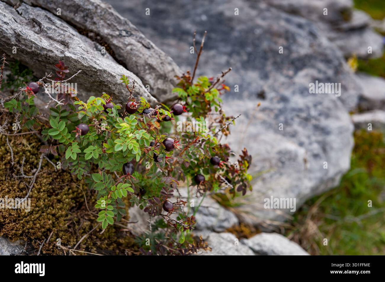 Close-up of a thorny rose bush (Rosa spinosissima) with ripe black ...