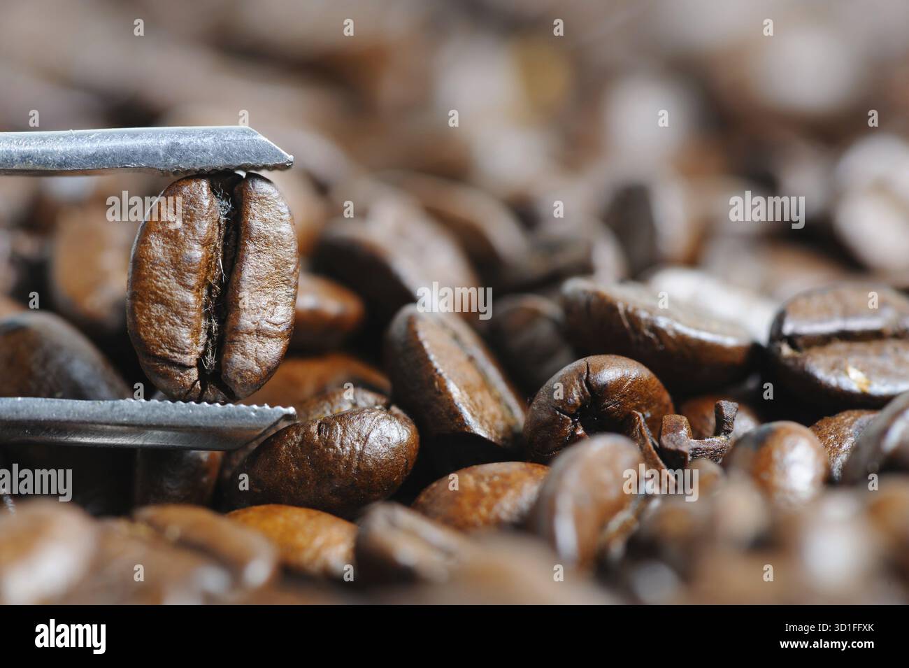 One roasted coffee bean held with tweezer, macro closeup, at blurred ...