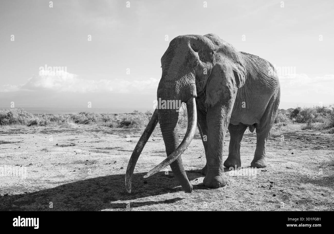 African elephant (Loxodonta africana) the famous Super Tusker elephant ...