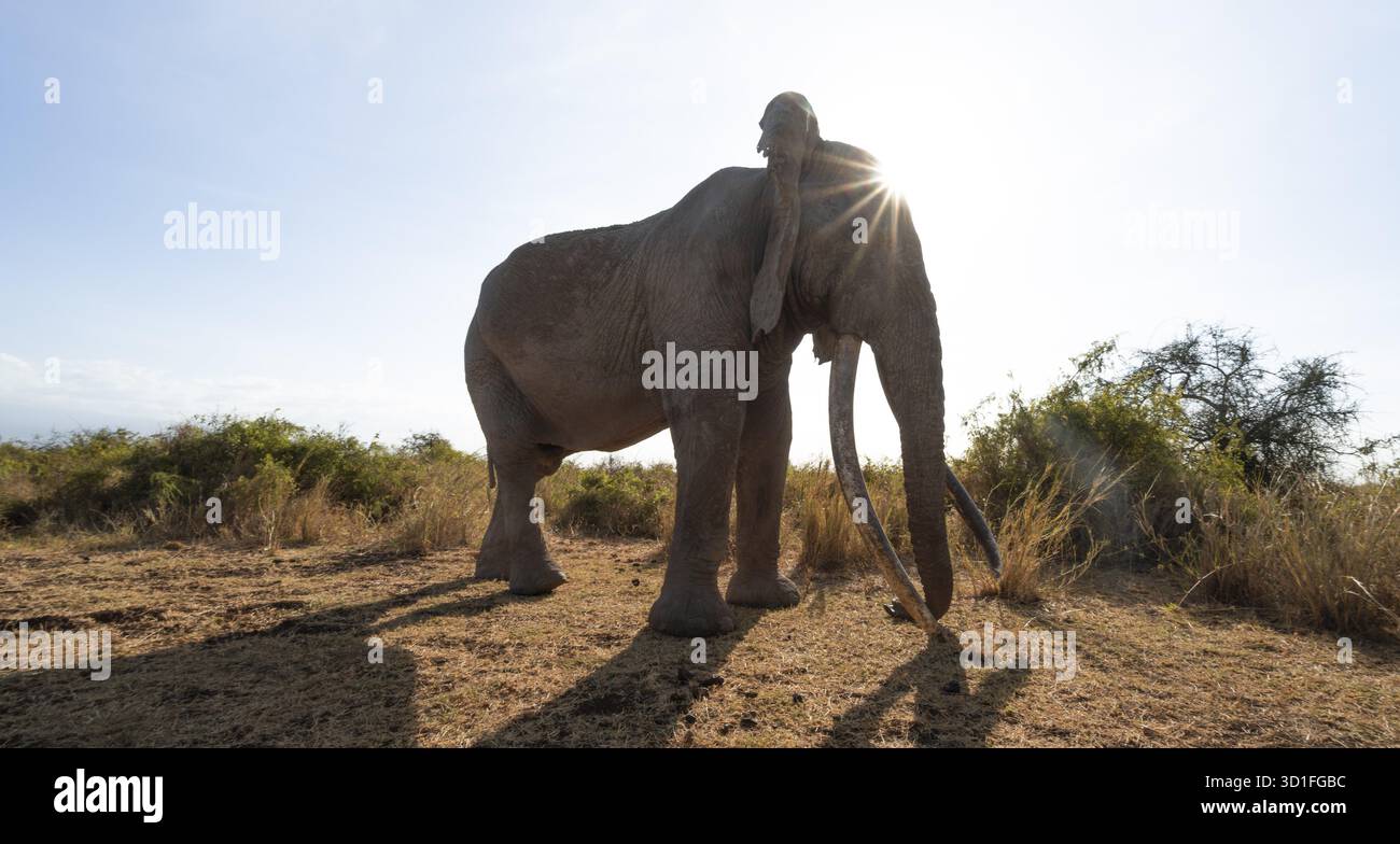 African elephant (Loxodonta africana) the famous Super Tusker elephant ...