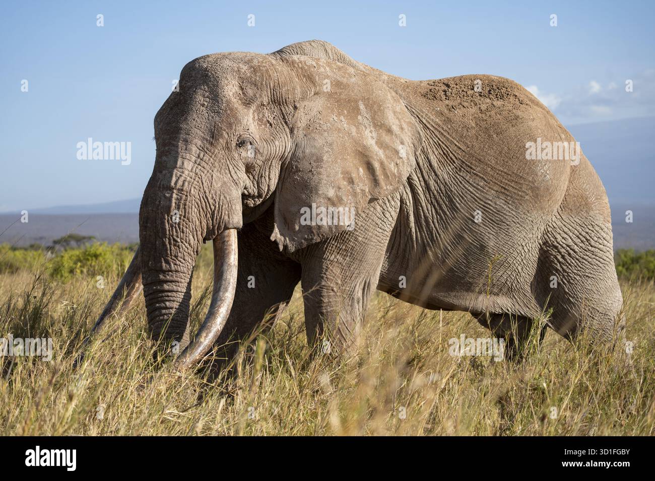 African elephant (Loxodonta africana) the famous Super Tusker elephant ...