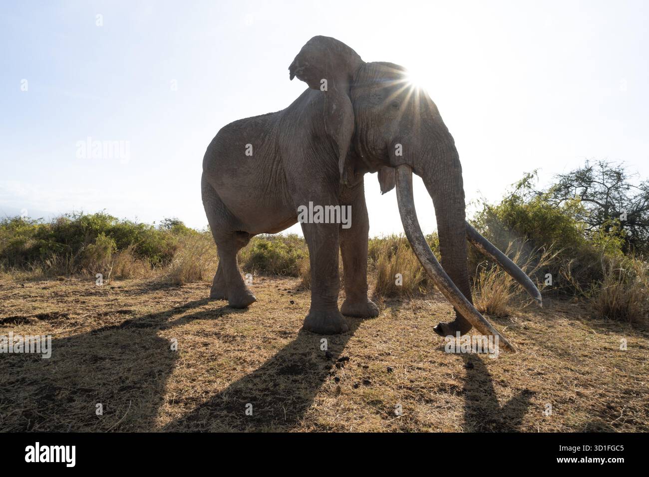 African elephant (Loxodonta africana) the famous Super Tusker elephant ...