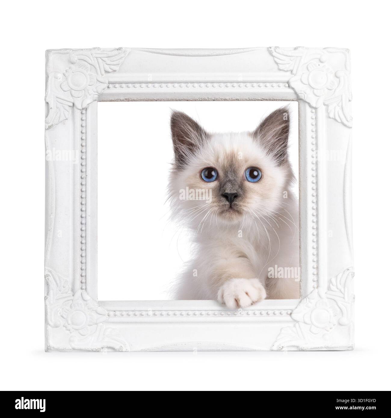 Kitten looking frame Cut Out Stock Images & Pictures - Alamy