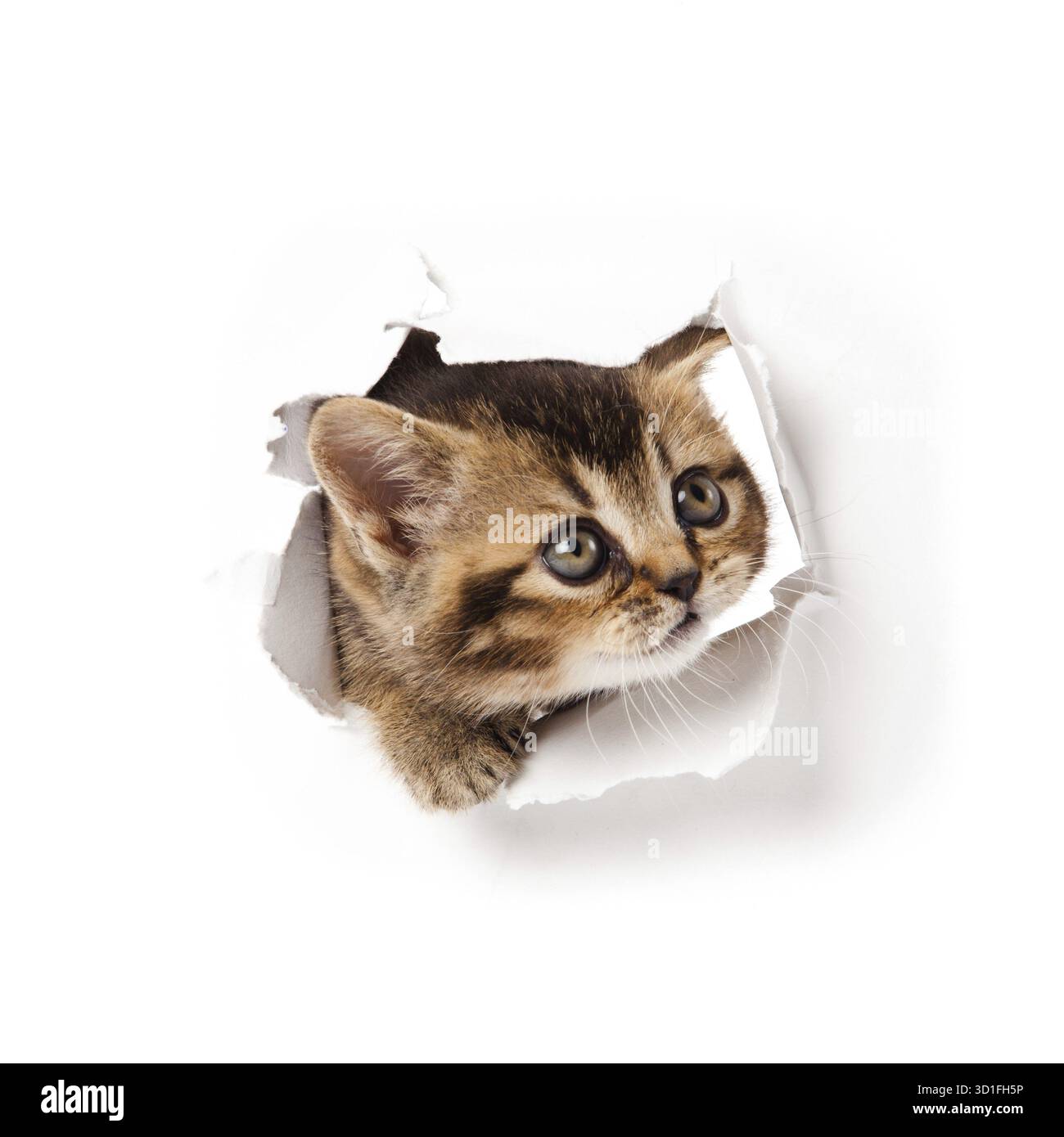 Paper art animal Cut Out Stock Images & Pictures - Alamy