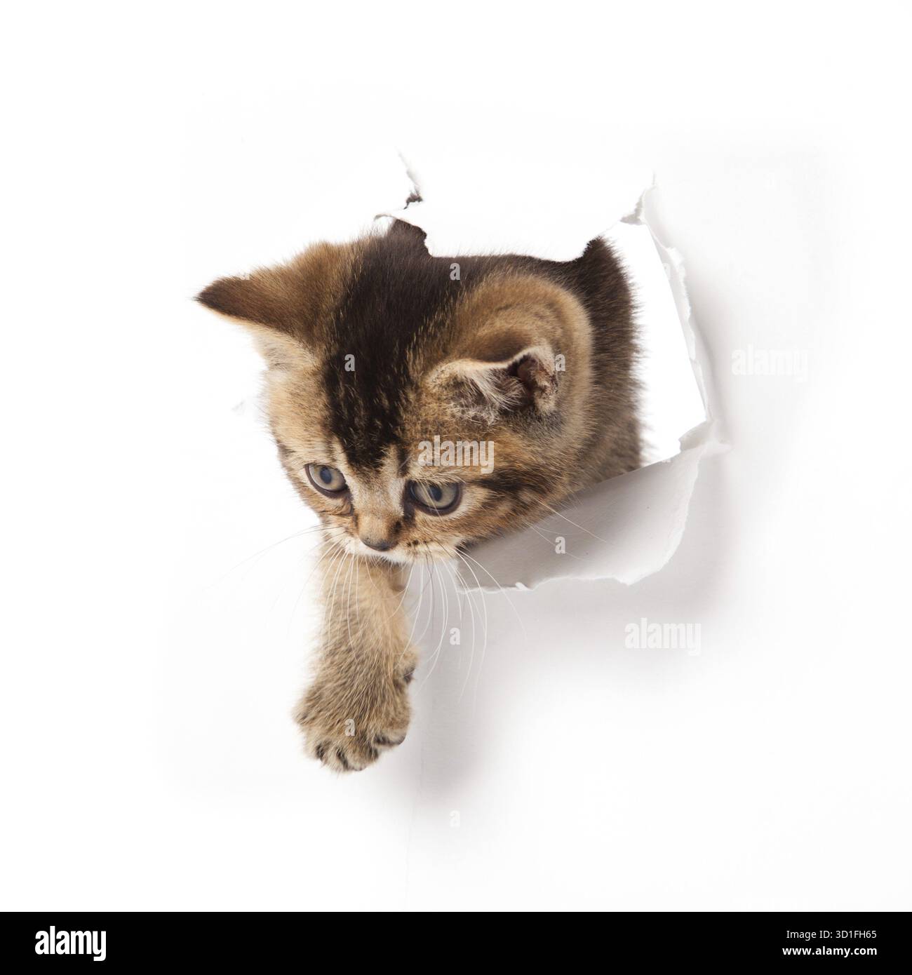 Paper art animal Cut Out Stock Images & Pictures - Alamy