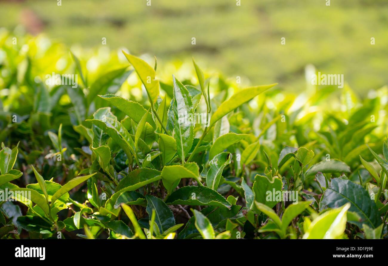 Tea field in Munnar, plantation in India, Kerala, Nilgiri hills ...