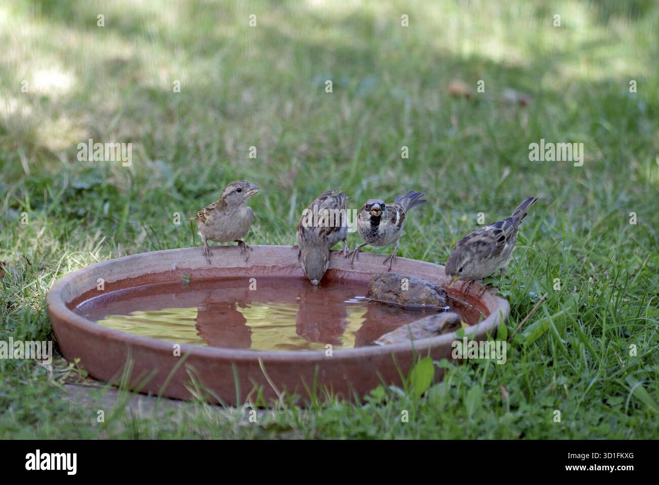 House sparrow (Passer domesticus), four, female, male, water, drink ...