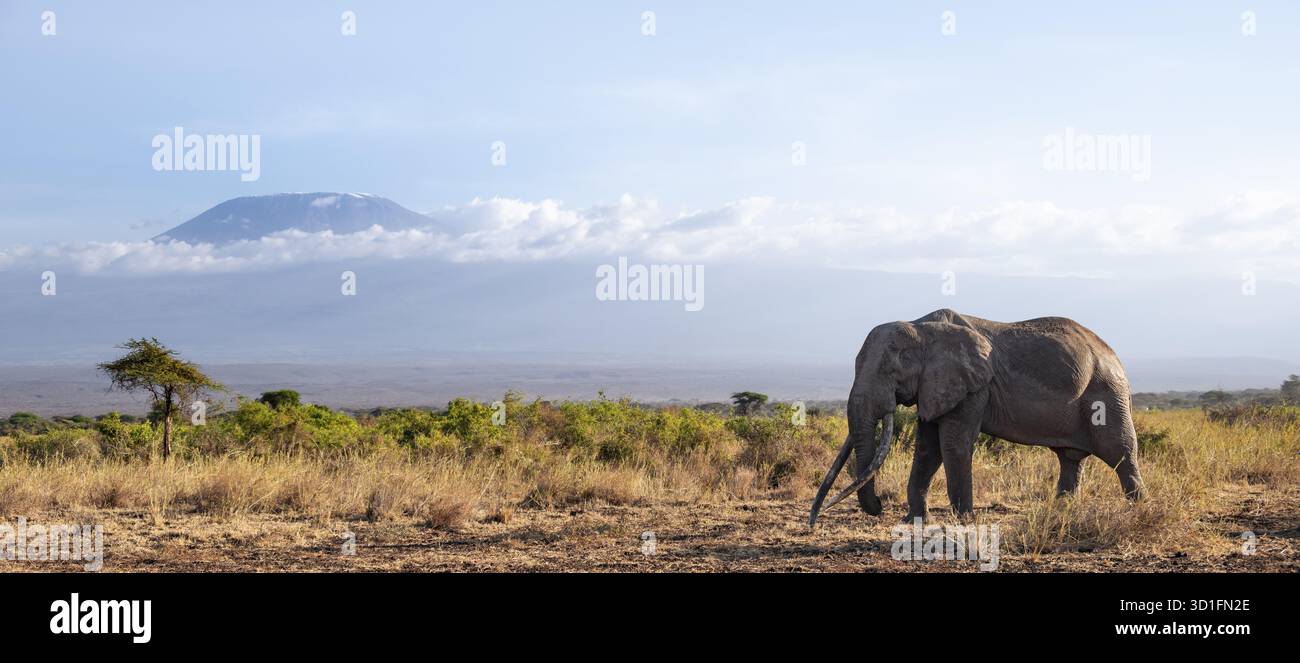 African elephant (Loxodonta africana) in picturesque savanna landscape ...