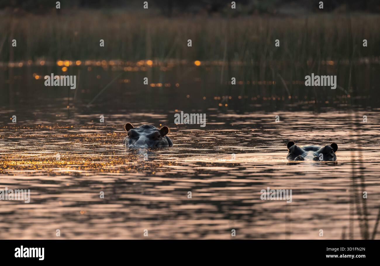 Two hippos (Hippopatamus amphibius) in the river at sunset, Thamalakane ...