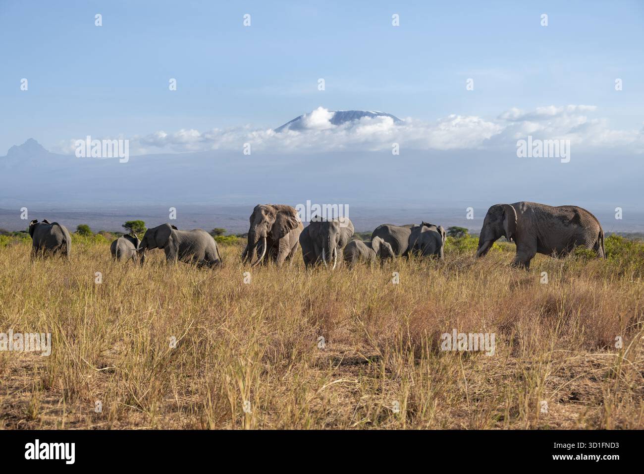 Group of African elephants (Loxodonta africana) in picturesque savanna ...