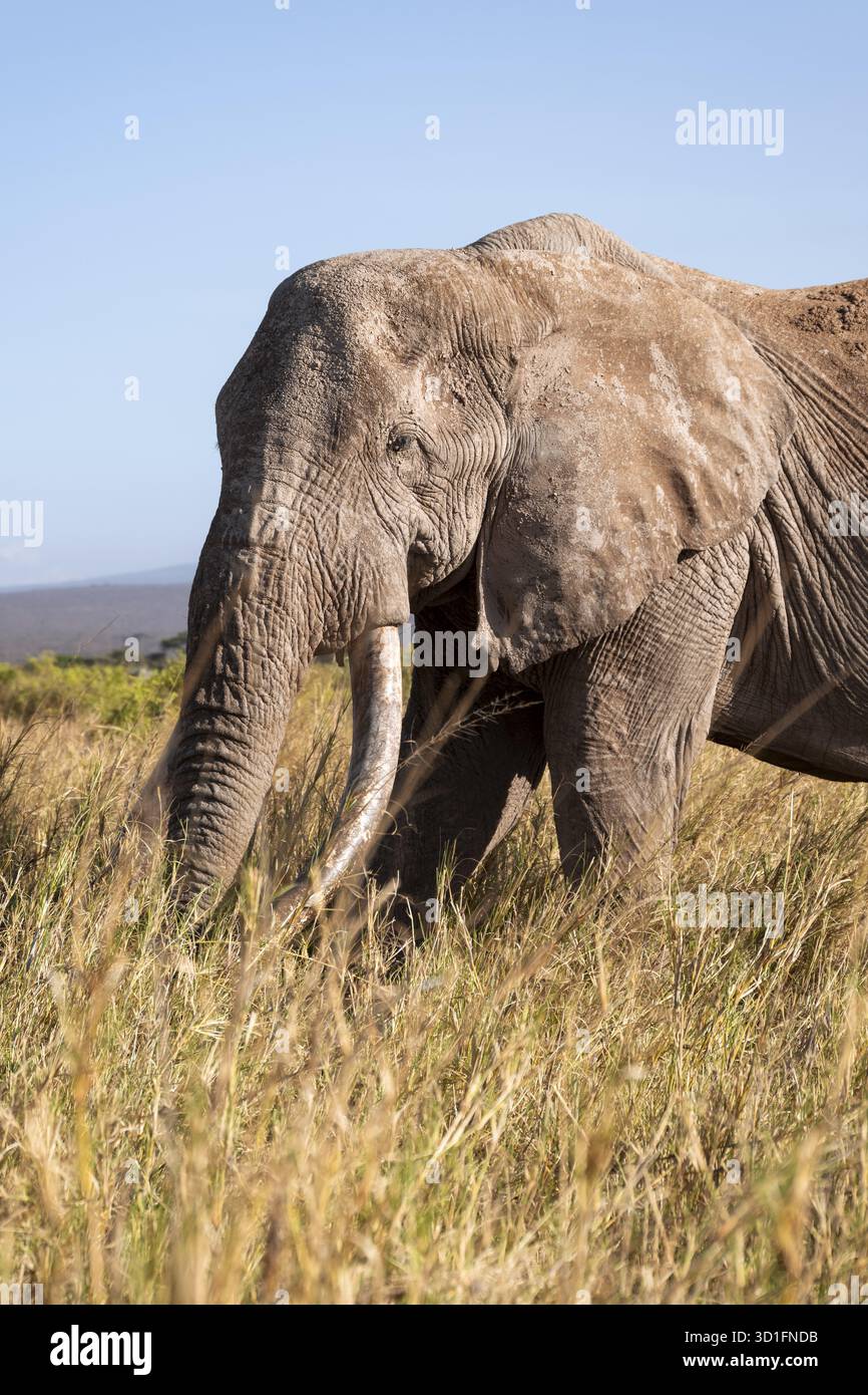African elephant (Loxodonta africana) the famous Super Tusker elephant ...