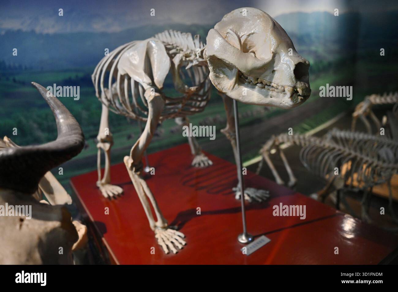 (251028) -- XI'AN, Oct. 28, 2025 (Xinhua) -- A giant panda skeleton ...