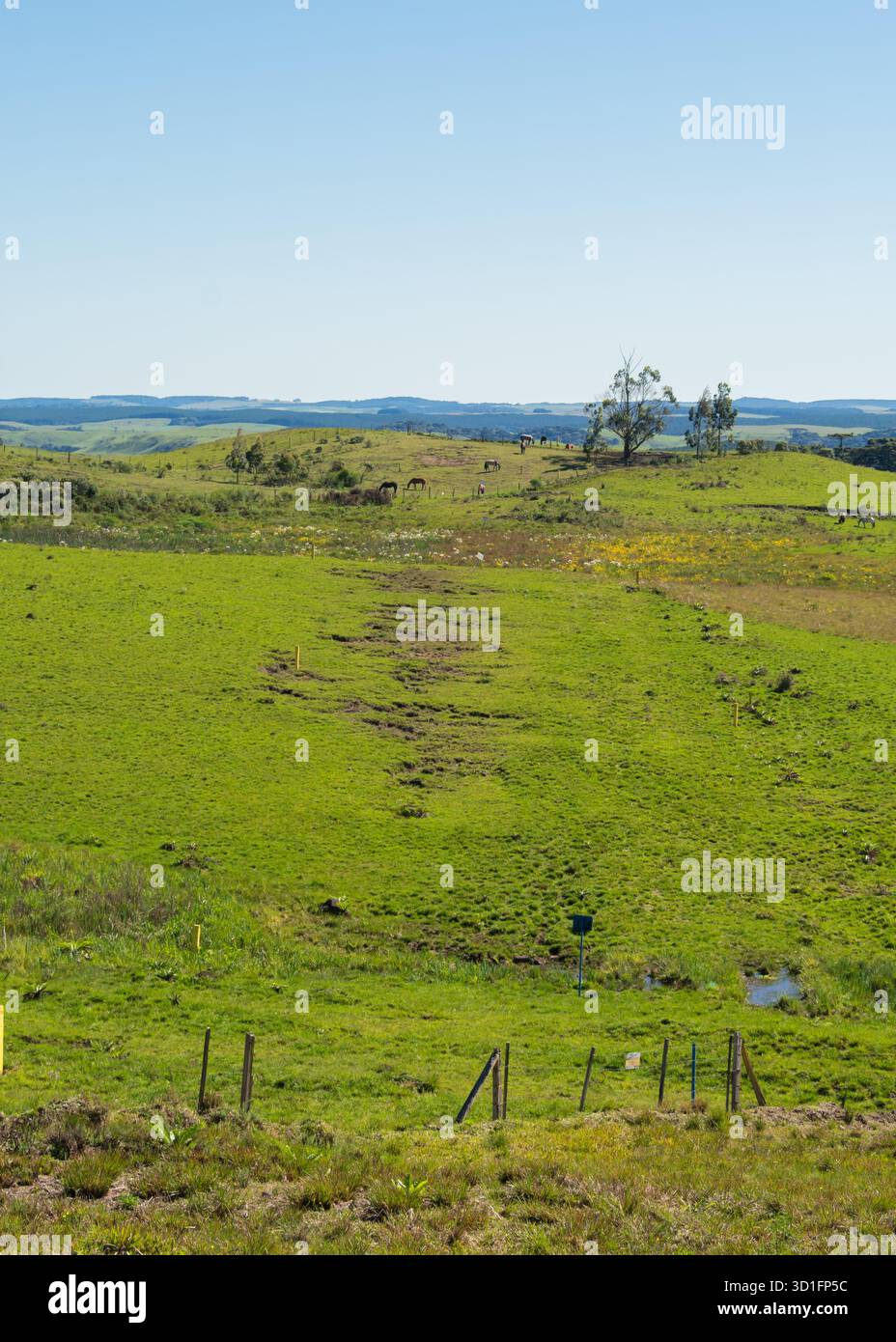 Campos de cima da serra (Subtropical highlands grasslands) in Sao ...
