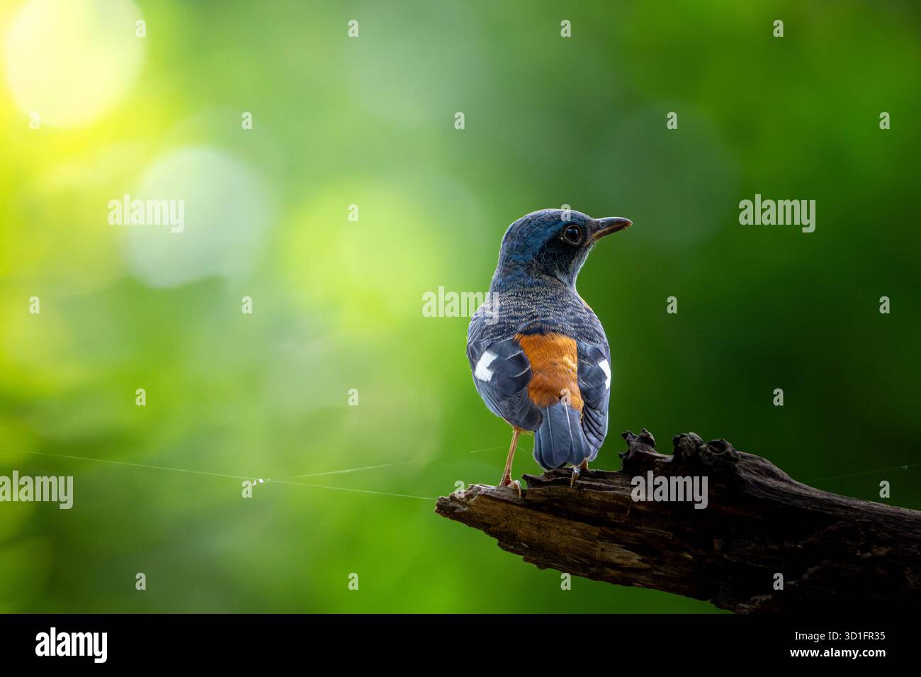 Blue-capped rock thrush in the Botanical garden, Mirpur, Dhaka ...