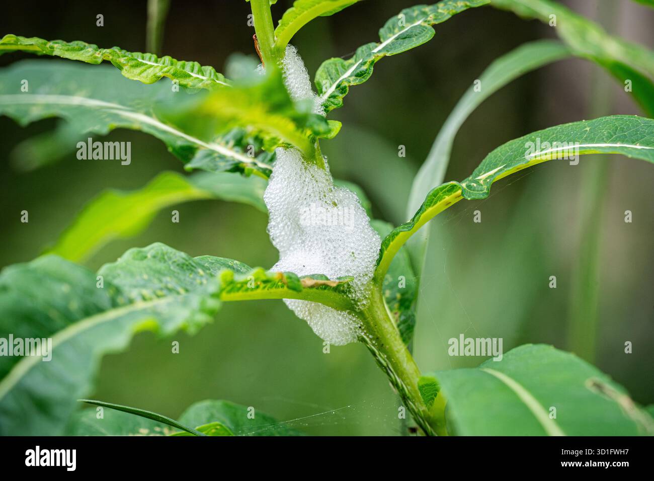Larva details hi-res stock photography and images - Alamy