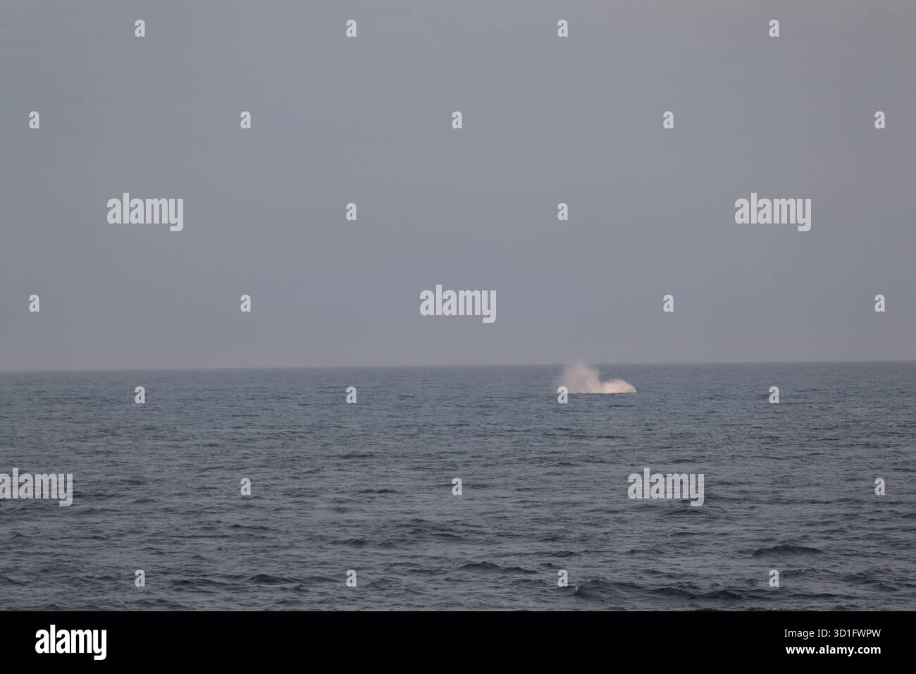 Humpback Whales breaching in the strait of Juan di Fuca between ...