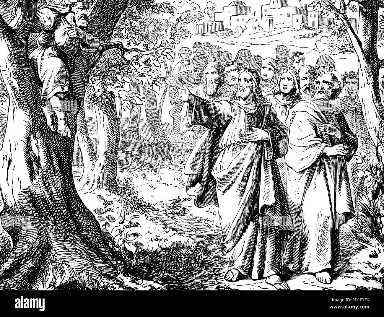 Zacchaeus tree Black and White Stock Photos & Images - Alamy