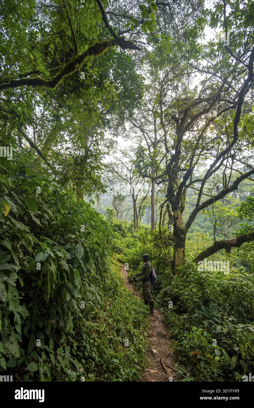 Tourist guide on hiking trail through dense vegetation in tropical ...